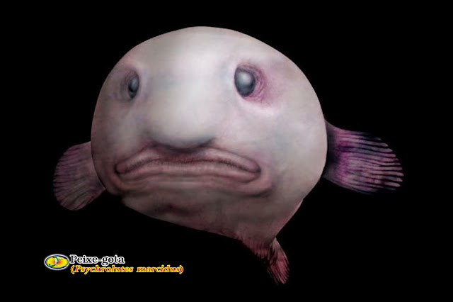 Zoologia: Peixe-gota (Psychrolutes marcidus)